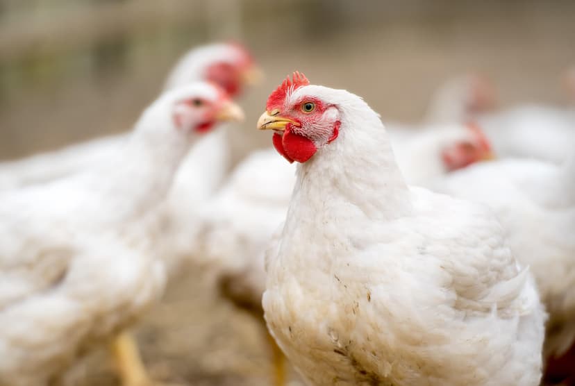 Nosotros :: AVIMEX®